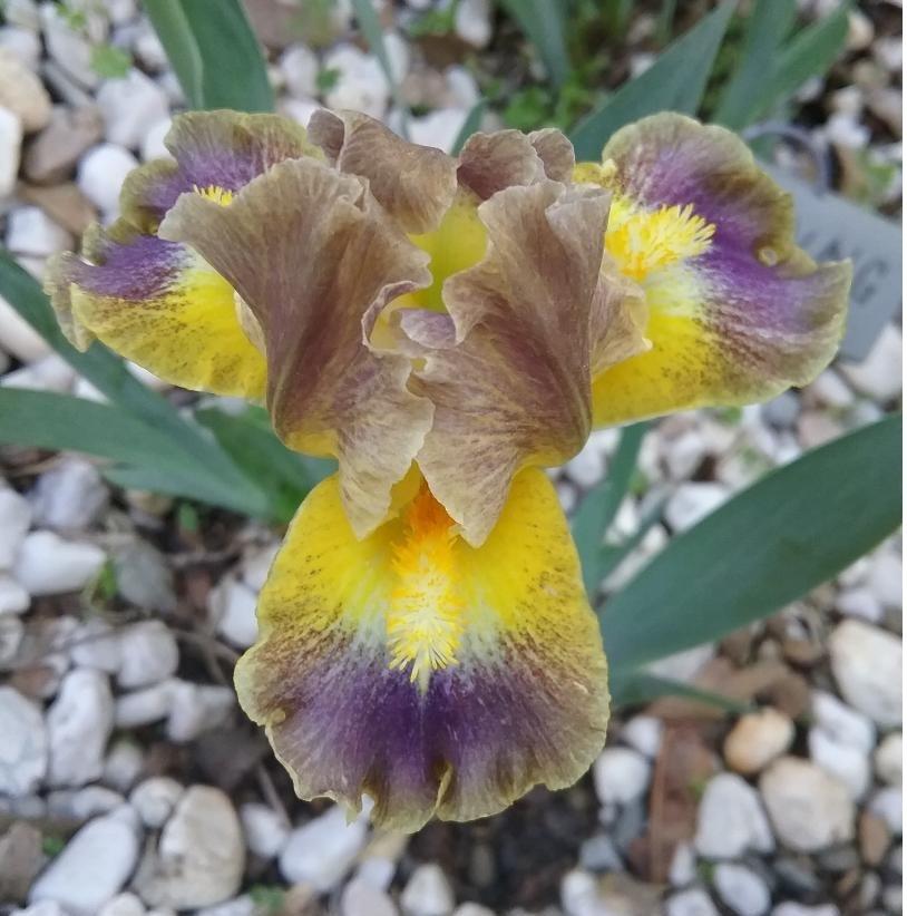 Standard Dwarf Bearded Iris (Iris 'Sun Going Down') in the Irises ...