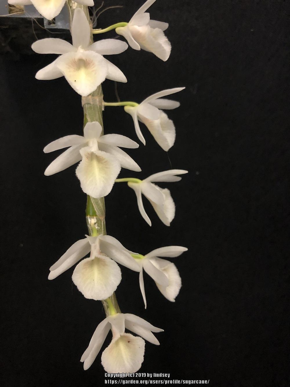 Orchid (Dendrobium polyanthum) - Garden.org