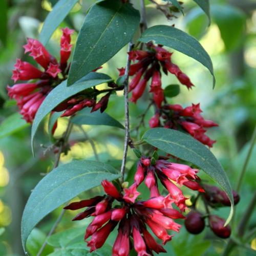 Red Cestrum (Cestrum fasciculatum 'Newellii') - Garden.org
