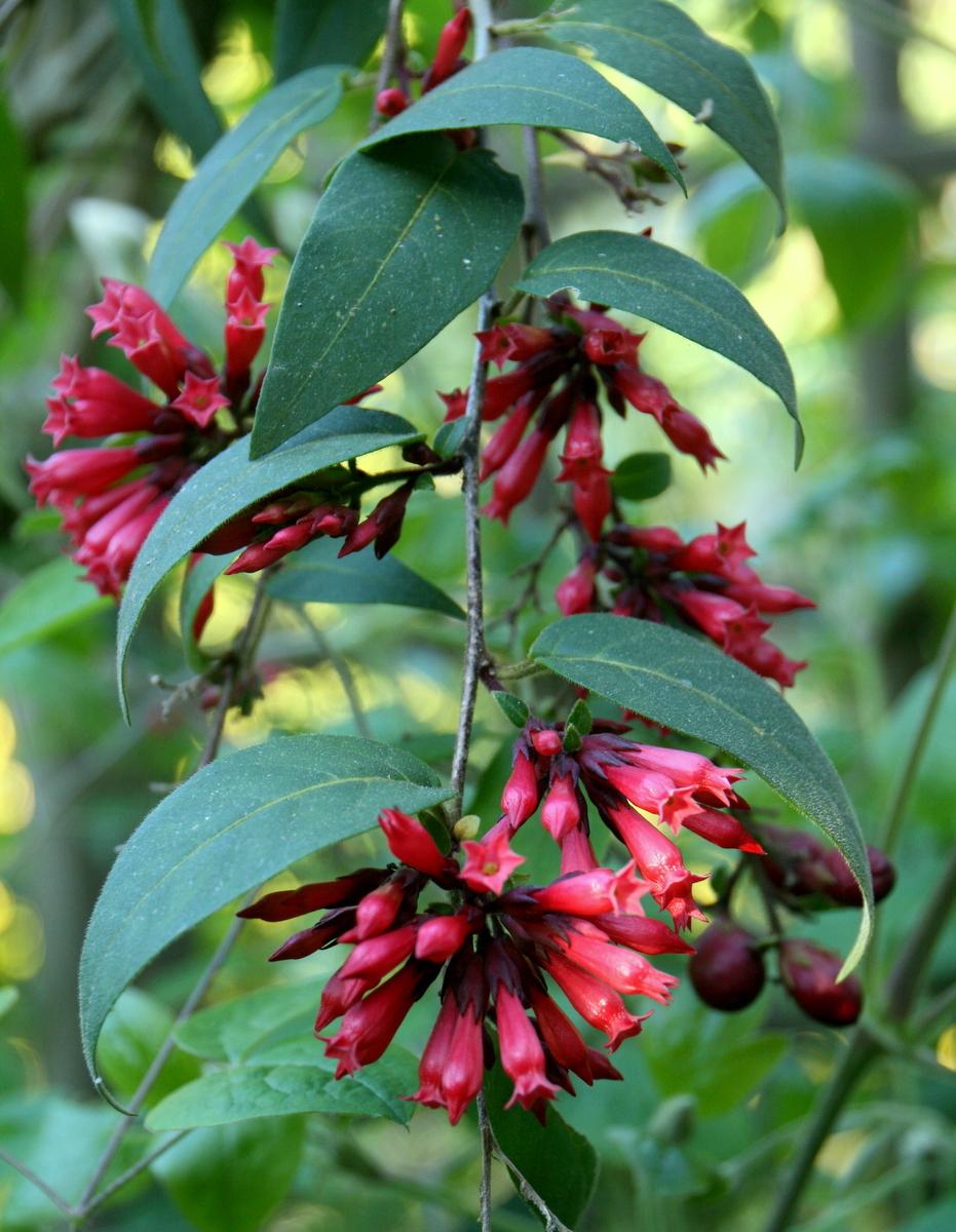 Red Cestrum (Cestrum fasciculatum 'Newellii') - Garden.org