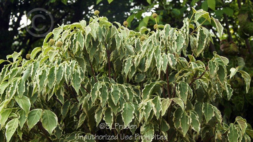 Photo of the leaves of Chinese Dogwood (Cornus kousa subsp. chinensis ...