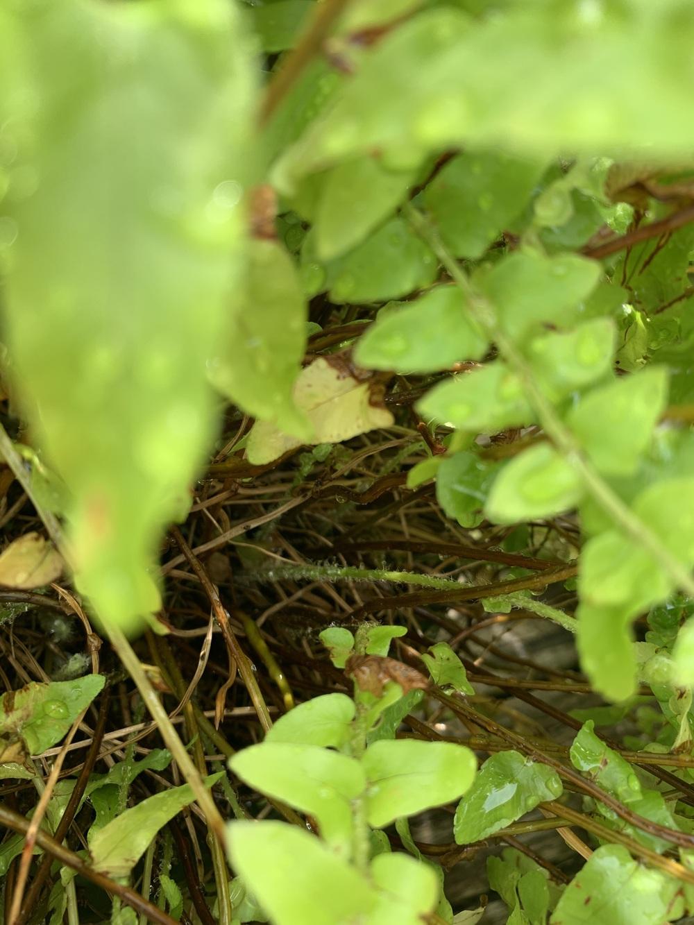 Worried if my Boston fern has mealy bugs!!! in the Ask a Question forum ...