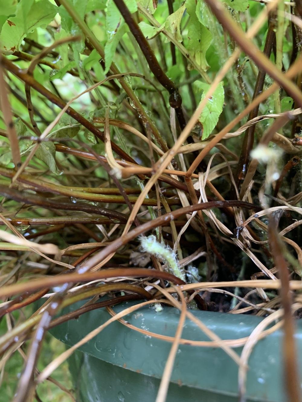 Worried if my Boston fern has mealy bugs!!! in the Ask a Question forum ...