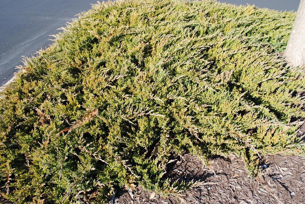 Savin Juniper (Juniperus sabina var. sabina 'Tamariscifolia') - Garden.org