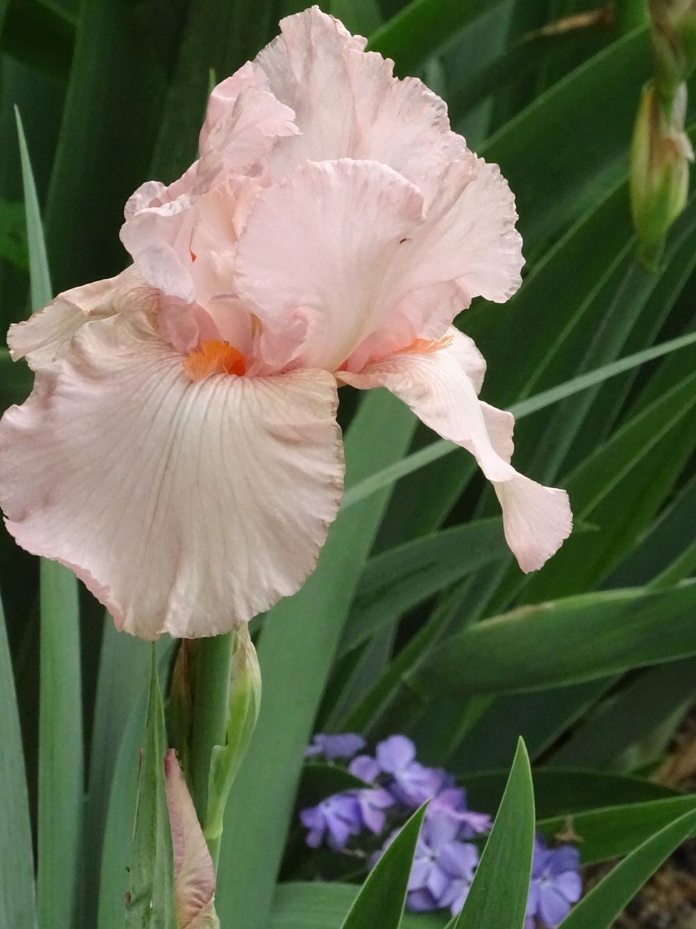 Tall Bearded Iris (Iris 'Pink Attraction') in the Irises Database ...