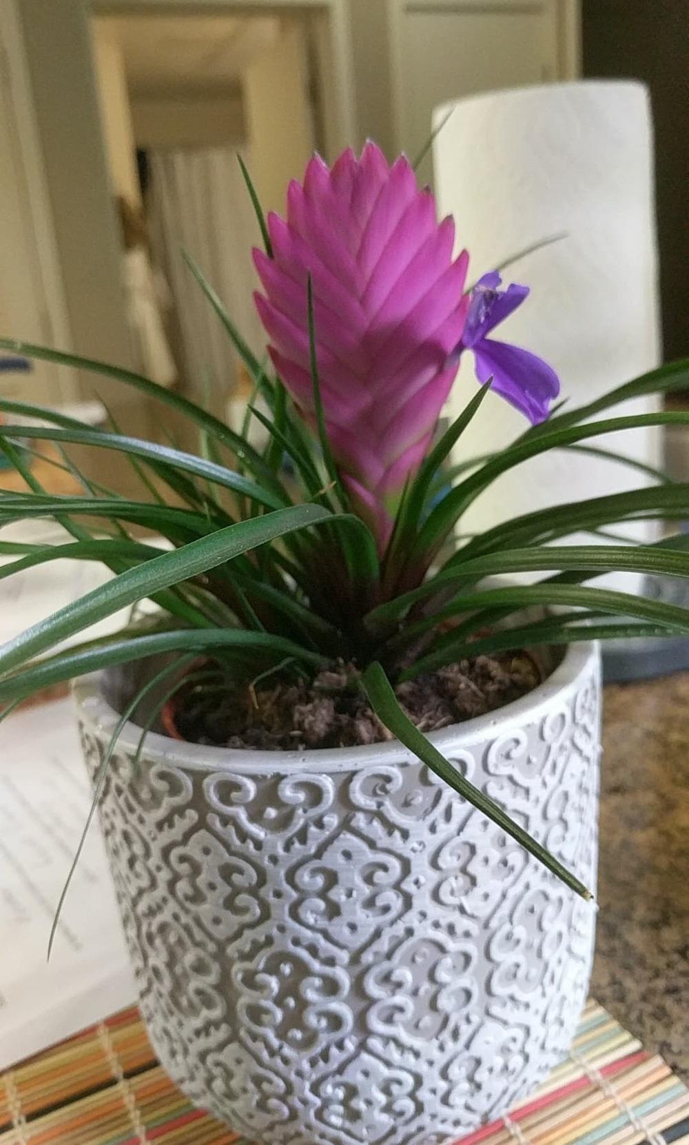 Pink quill first bloom :) in the Bromeliads forum - Garden.org