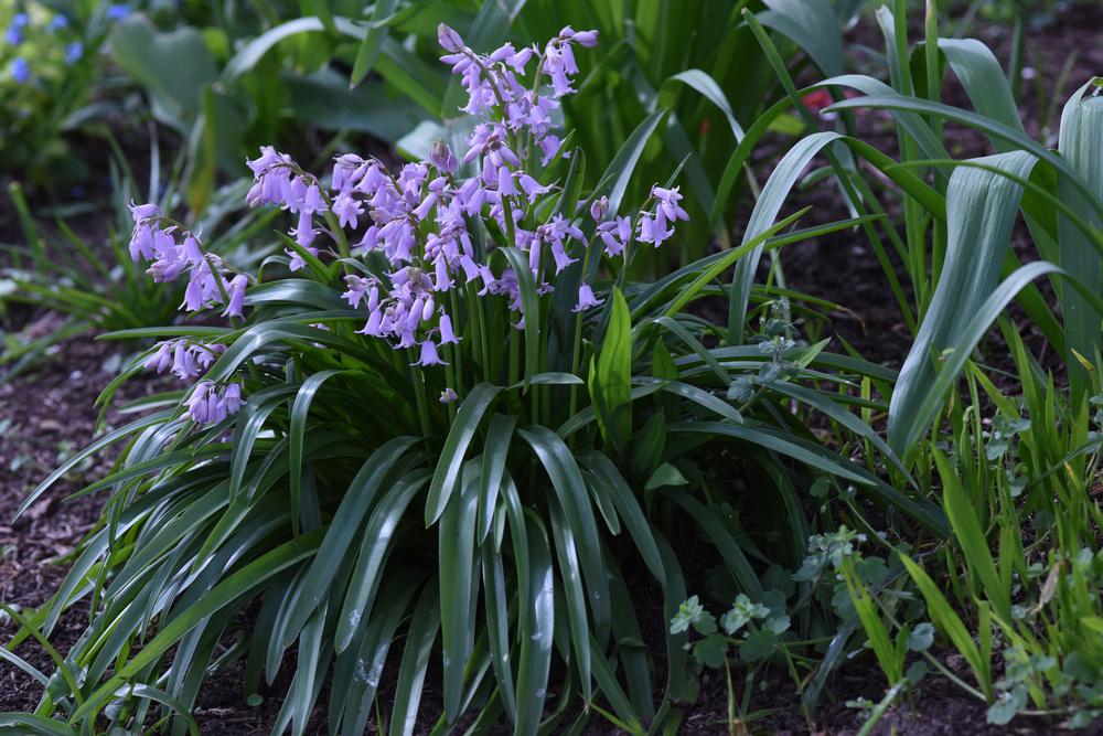 Hyacinthoides non-scripta 'Rosa' - Garden.org