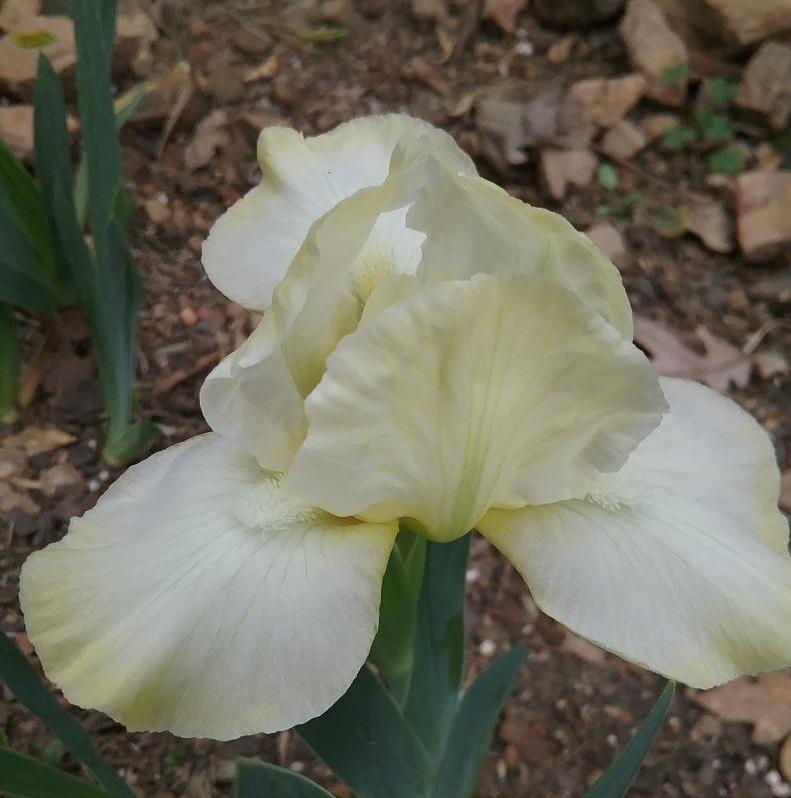 Photo of the bloom of Standard Dwarf Bearded Iris (Iris 'Soft Air ...