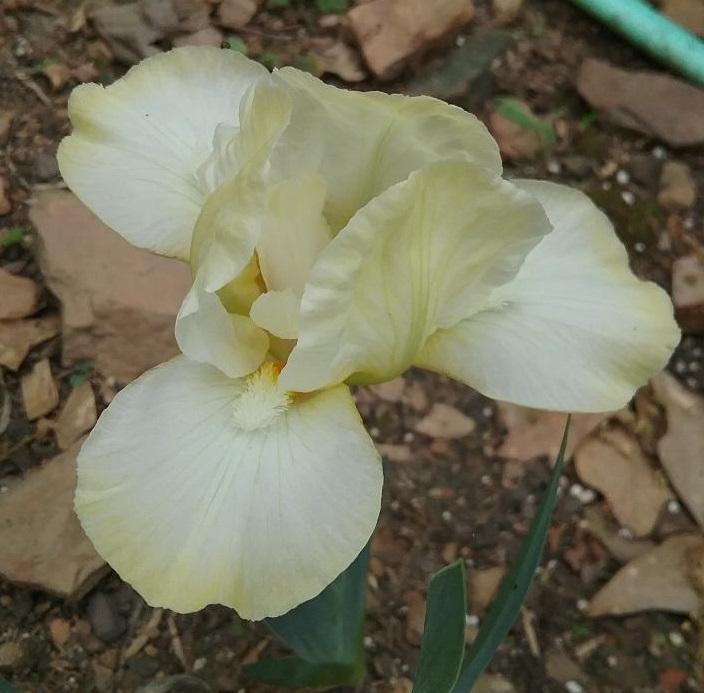 Standard Dwarf Bearded Iris (Iris 'Soft Air') in the Irises Database ...