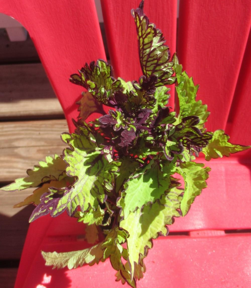 Photo of the leaves of Coleus (Coleus scutellarioides Main Street Rodeo ...