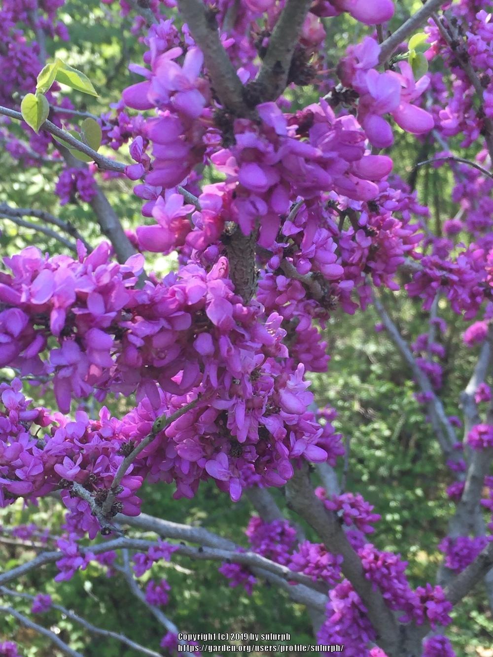 Photo of the bloom of Chinese Redbud (Cercis chinensis 'Don Egolf ...