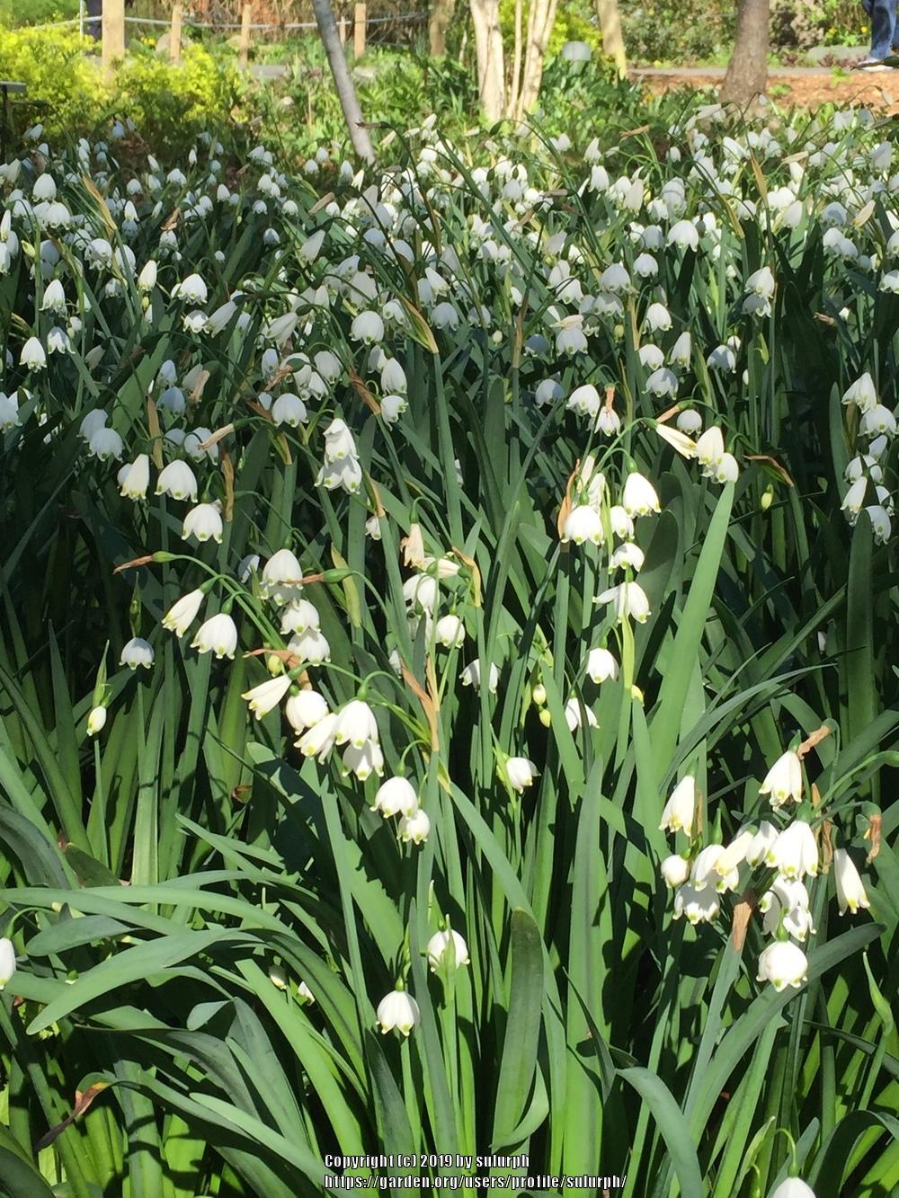 Photo of the entire plant of Summer Snowflake (Leucojum aestivum ...