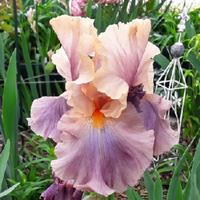 Photo of the bloom of Tall Bearded Iris (Iris 'Chasing Rainbows ...