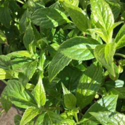 Chinese Hydrangea (Hydrangea chinensis Golden Crane®) in the Hydrangeas ...