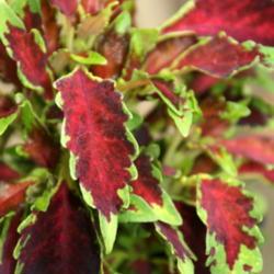 Coleus (Coleus scutellarioides PartyTime™ Ruby Punch) in the Coleus ...
