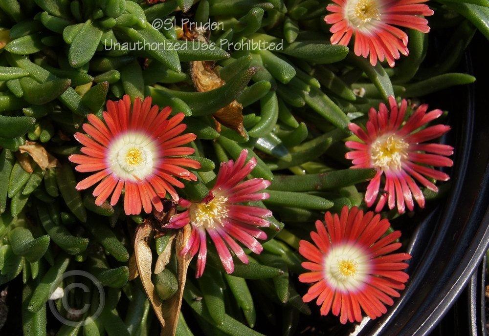 Photo of the bloom of Ice Plant (Delosperma dyeri Red Mountain®) posted ...