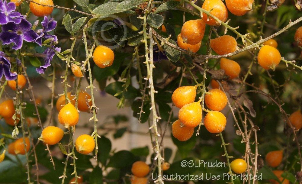 Photo of the fruit of Golden Dew Drop (Duranta erecta 'Sapphire Showers ...