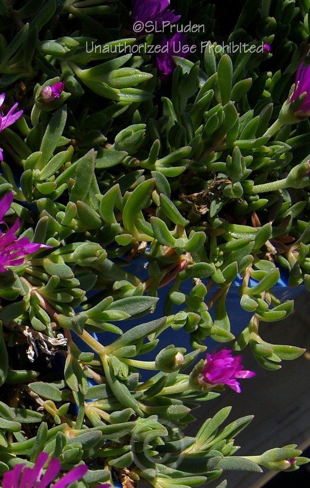 Photo of the leaves of Ice Plant (Delosperma obtusum Table Mountain ...