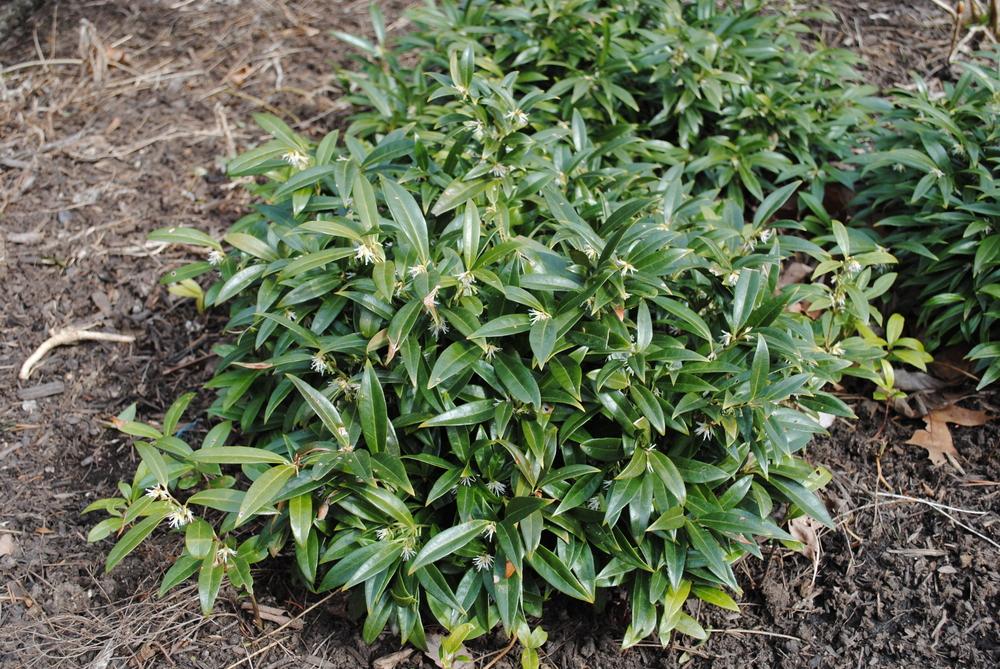 Photo of the bloom of Christmas Box (Sarcococca hookeriana var. digyna ...