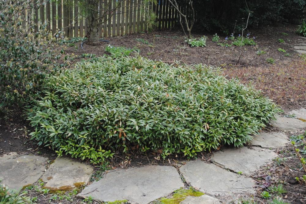 Christmas Box (Sarcococca hookeriana var. digyna) - Garden.org