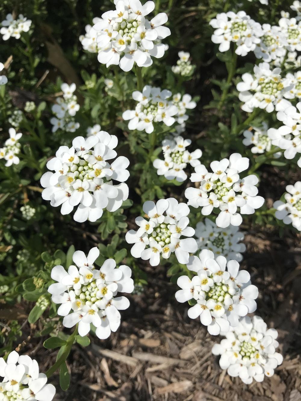 Evergreen Candytuft (Iberis sempervirens 'Purity') - Garden.org