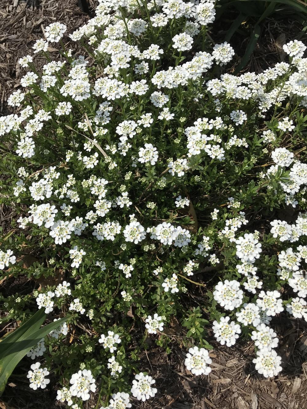 Photo of the entire plant of Evergreen Candytuft (Iberis sempervirens ...