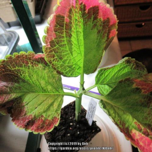 Coleus (Coleus scutellarioides 'Japanese Giant') in the Coleus Database ...