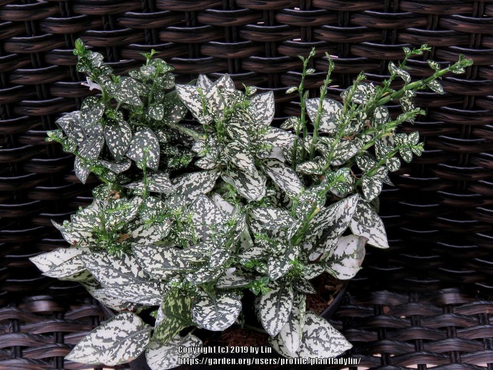 Polka Dot Plant (Hypoestes phyllostachya Hippo™ White) - Garden.org