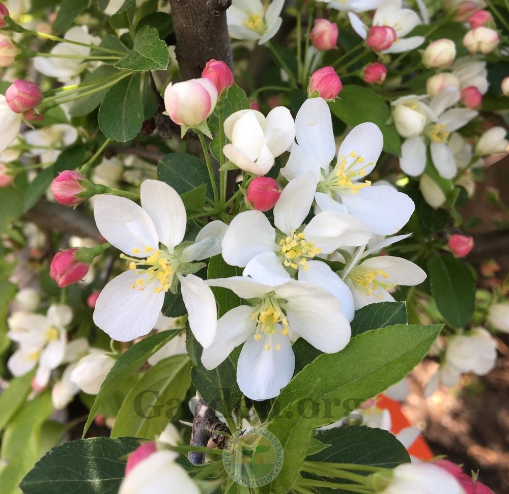 Flowering Crabapple (Malus toringo Firebird®) in the Apples Database ...