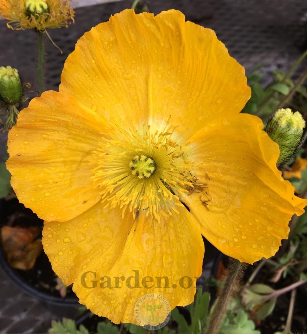 Iceland Poppy (Papaver nudicaule Spring Fever® Yellow) in the Poppies ...