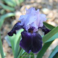 Photo of the bloom of Tall Bearded Iris (Iris 'Dangerous Mood') posted ...