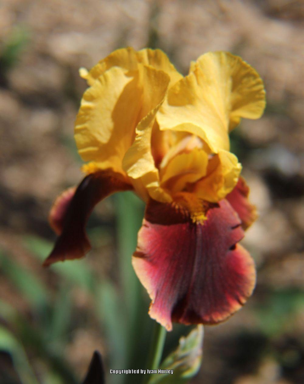 Tall Bearded Iris (Iris 'Mexican Moth') in the Irises Database - Garden.org