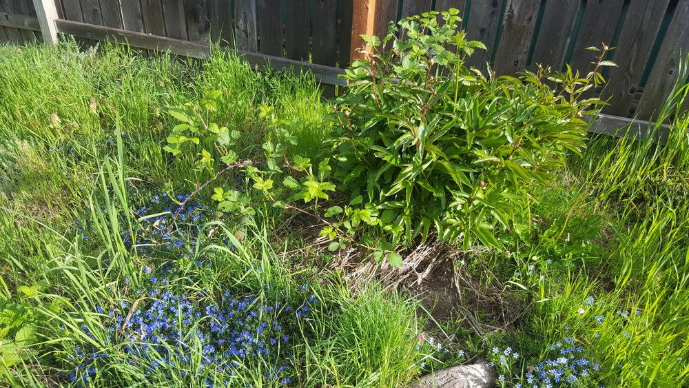 Inherited overgrown border in the Ask a Question forum - Garden.org