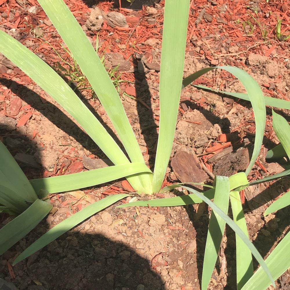 Iris Fans Blown Over in the Irises forum - Garden.org