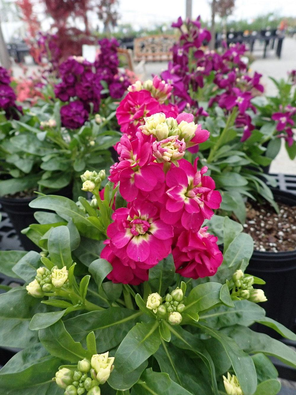 Photo of the bloom of Garden Stock (Matthiola incana 'Vintage Rose ...