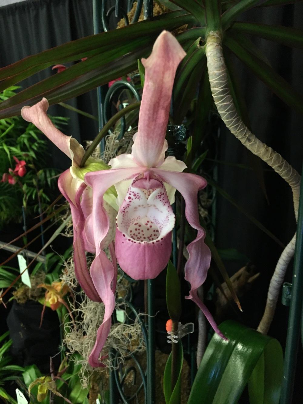 Orchid (Phragmipedium Frank Smith) - Garden.org