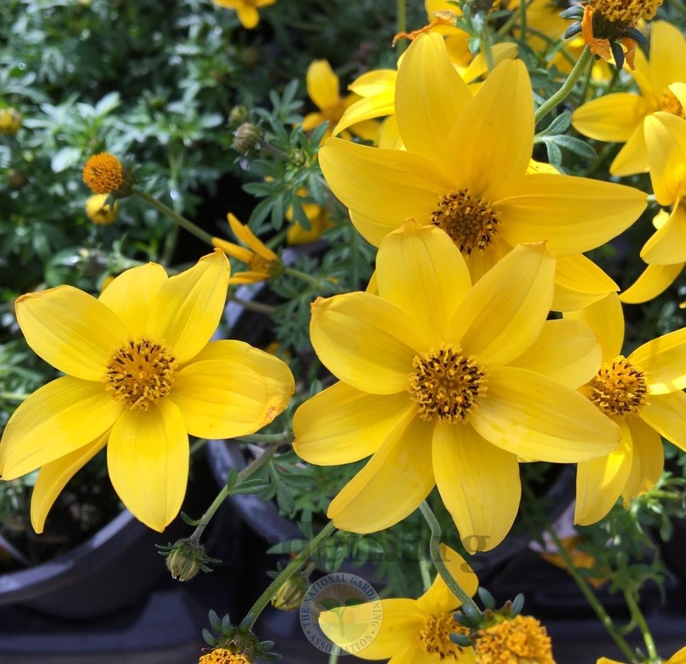 Arizona Beggarticks (Bidens aurea 'Bidy Gonzales') - Garden.org