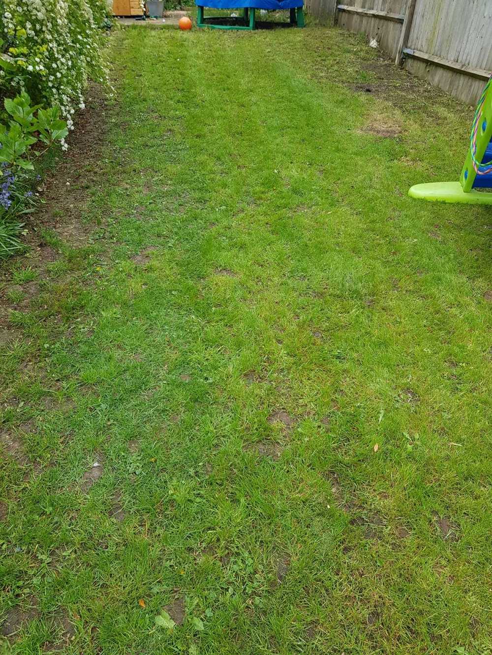 Turfed garden help! in the Ask a Question forum - Garden.org