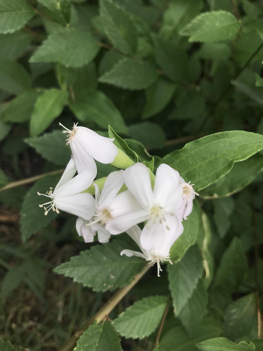 Perennial pest in my garden in the Plant ID forum - Garden.org