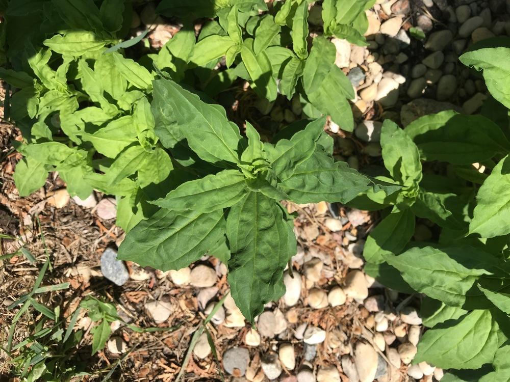 Perennial pest in my garden in the Plant ID forum - Garden.org