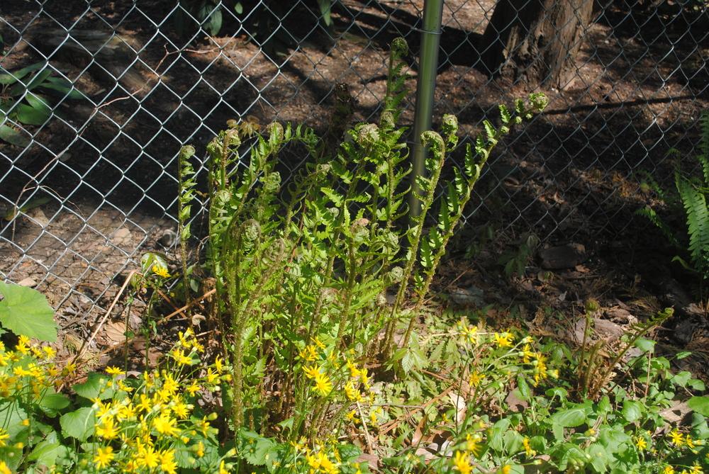Photo of the emerging growth of Log Fern (Dryopteris celsa) posted by ...