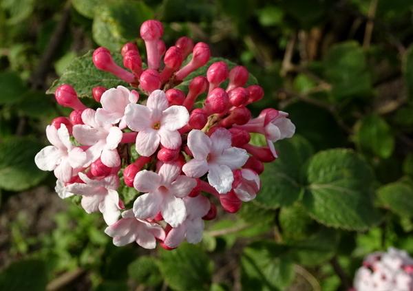 Viburnums: Plant Care and Collection of Varieties - Garden.org