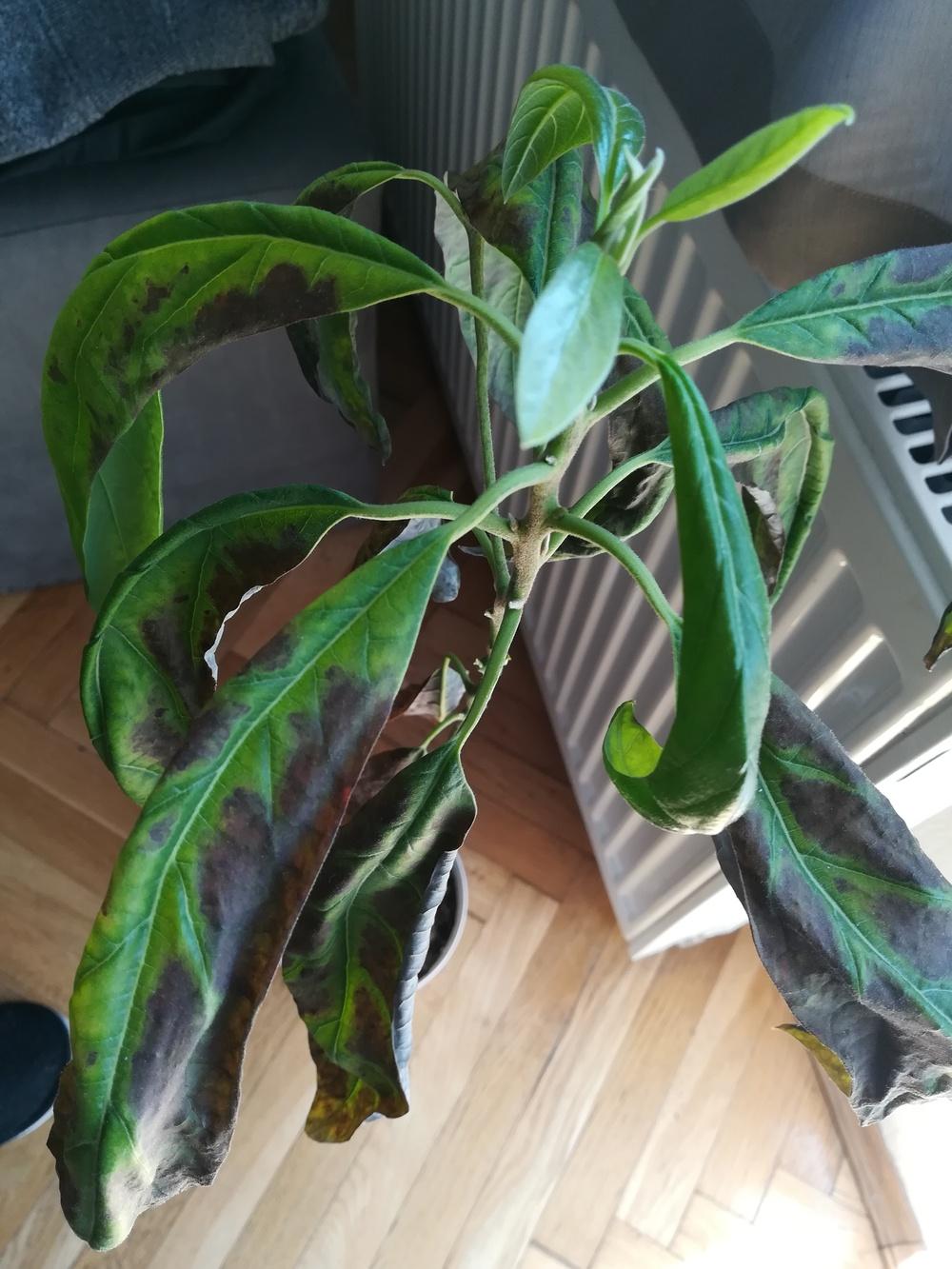 Avocado dying in the Houseplants forum - Garden.org