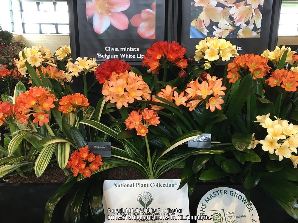 Clivias at the Harrogate Spring Flower Show in the Houseplants forum ...
