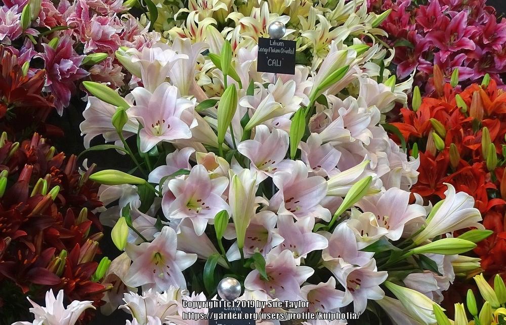 Photo of the bloom of Lily (Lilium 'Cali') posted by kniphofia - Garden.org