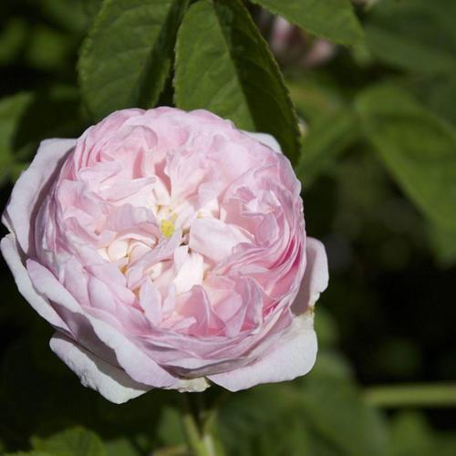 Rose (Rosa 'Duchesse de Montebello') in the Roses Database - Garden.org