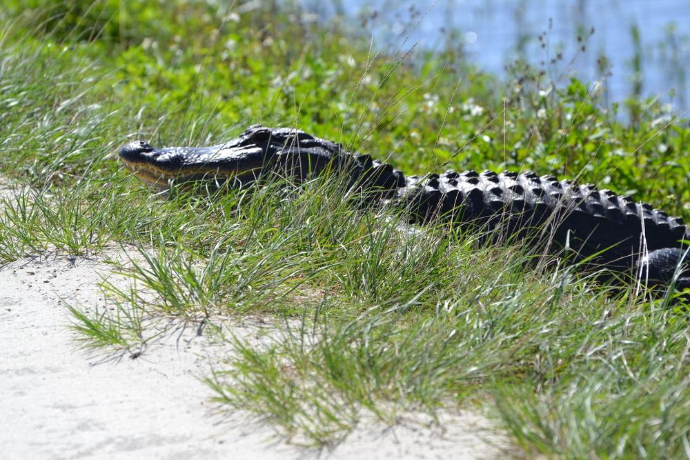 Scientists just captured a record 17-foot-long python in Florida in the ...