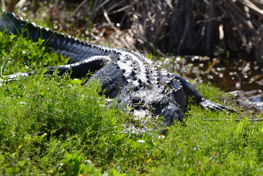 Scientists just captured a record 17-foot-long python in Florida in the ...