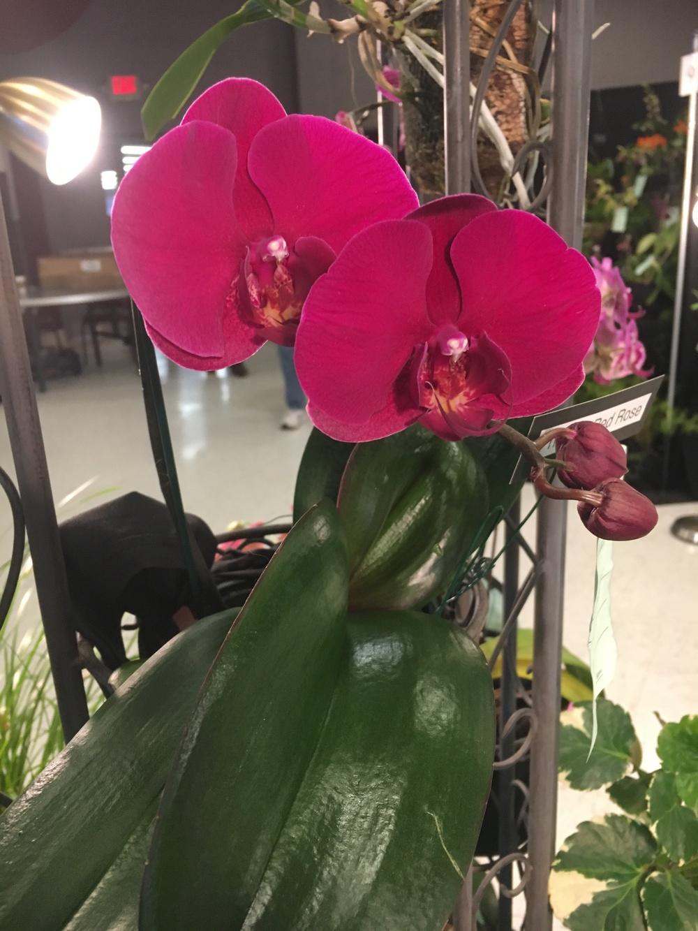 Orchid (Phalaenopsis OX Red Rose) - Garden.org