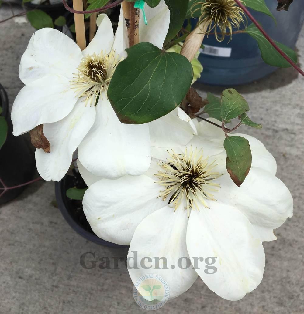 Photo of the bloom of Clematis 'Guernsey Cream' posted by BlueOddish ...